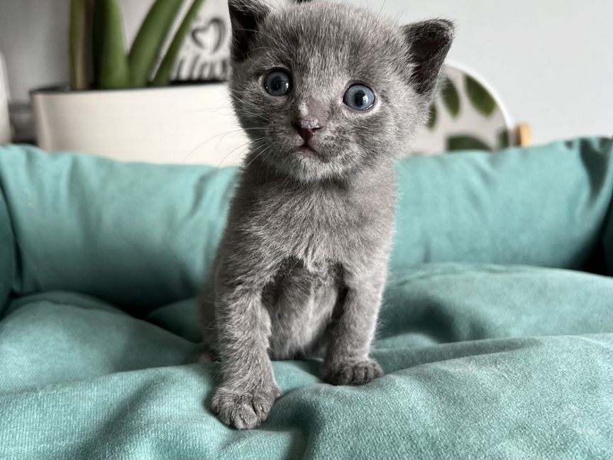 Котята в добрые руки 1 месяц