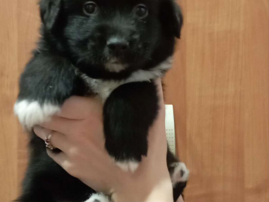 Щенки помесь