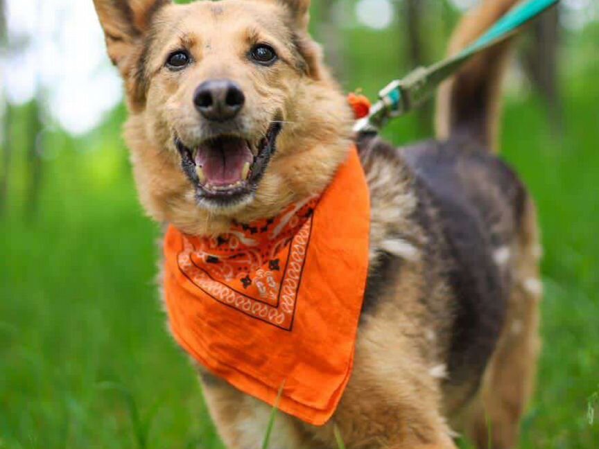 Собака Айка мечтает о шансе