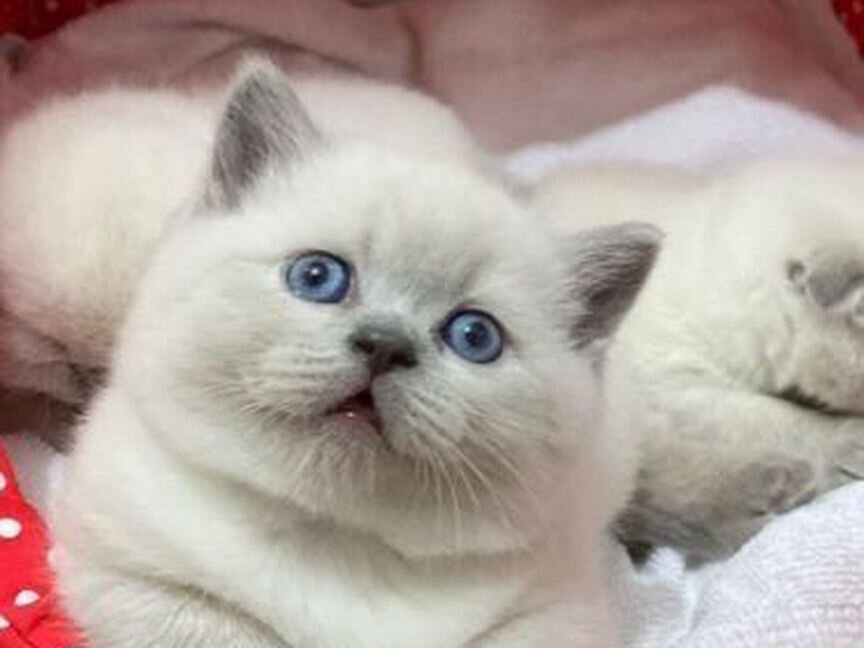 Блю пойнт британские котята