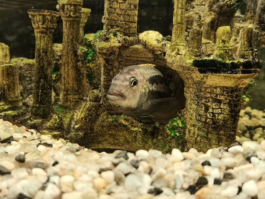 Меланохромис ауратус