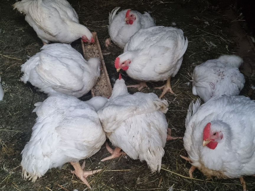 Домашние куры бройлеры