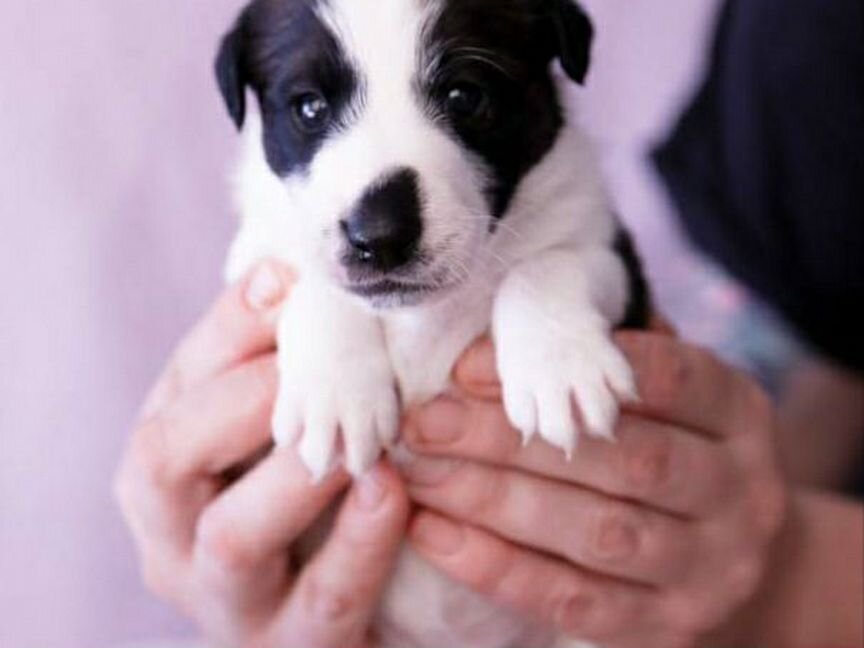 Щенки гладкошерстного фокстерьера