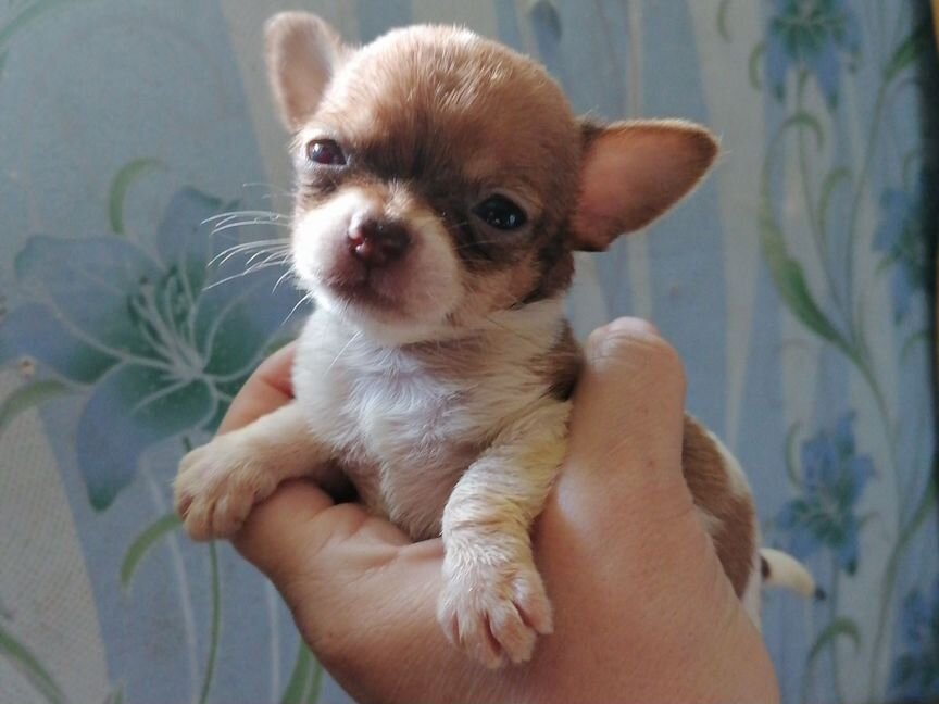 Маленькая сладенькая девочка