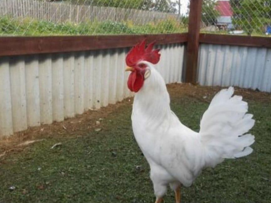 Молодые петухи Леггорн