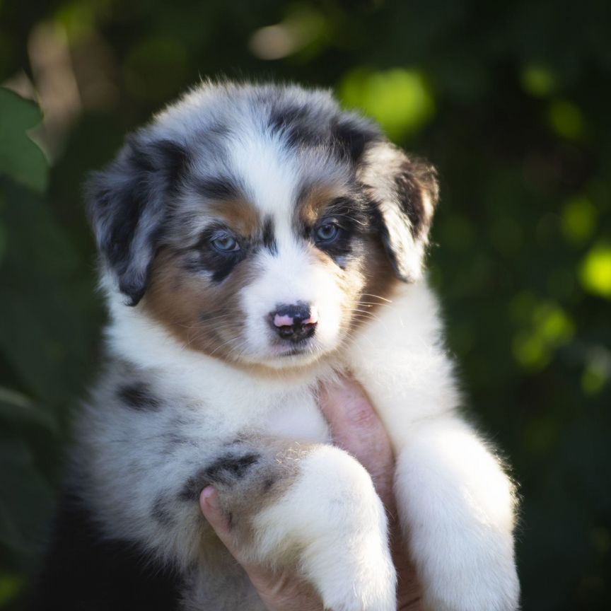 Щенки австралийской овчарки