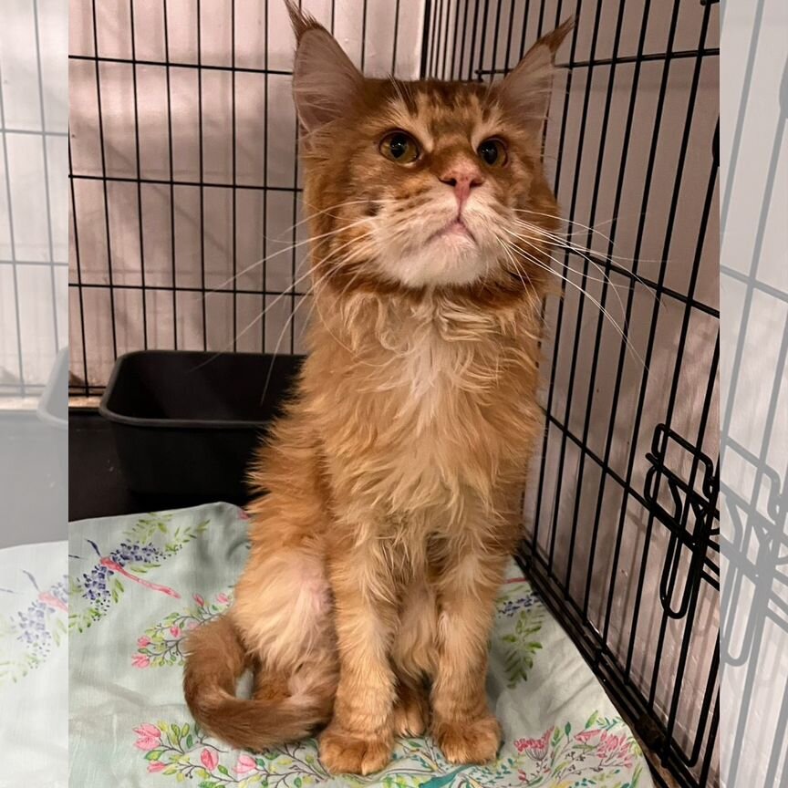 Мейн-кун, взрослый кот