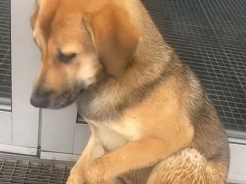 Собака в беде в добрые руки