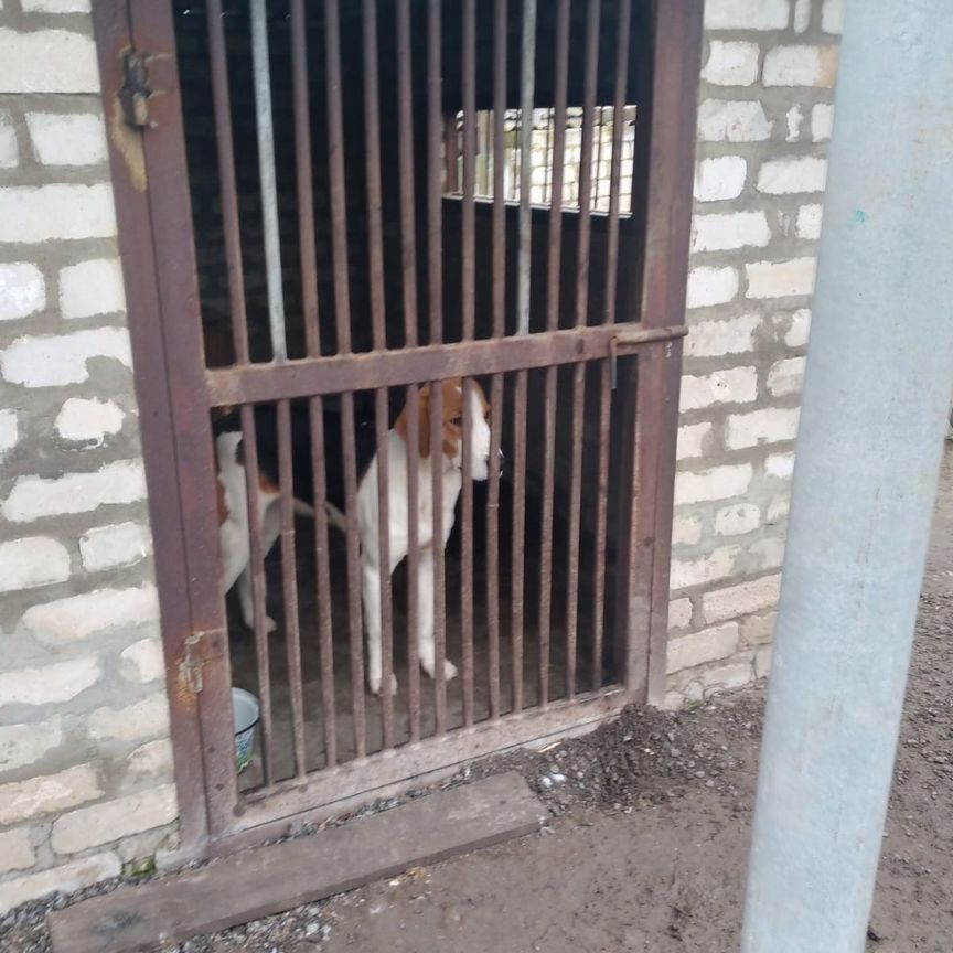 Продаётся русско пегоя гончая