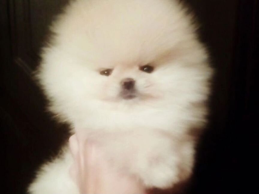 Померанский шпиц до 2 кг, айс крем