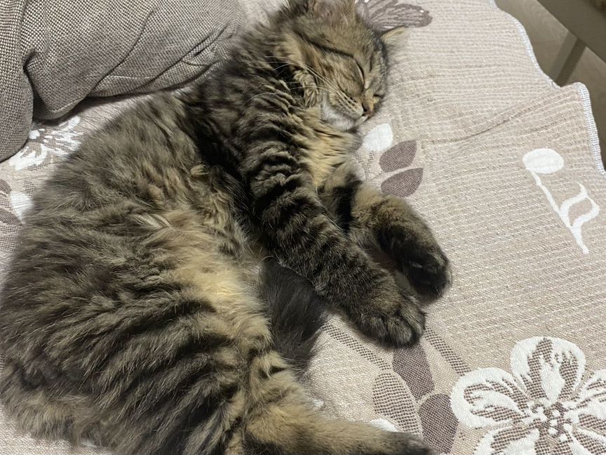 Кошка в дар бесплатно