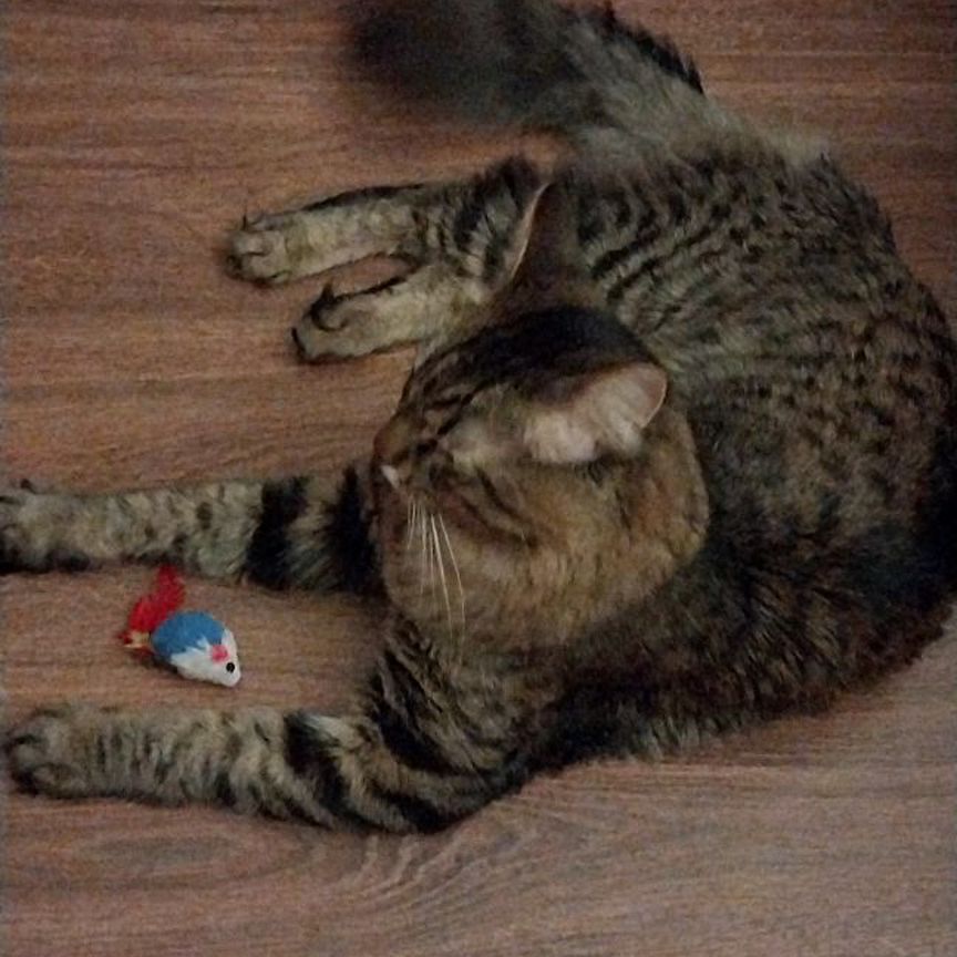 Отдам Котика Лёвушку