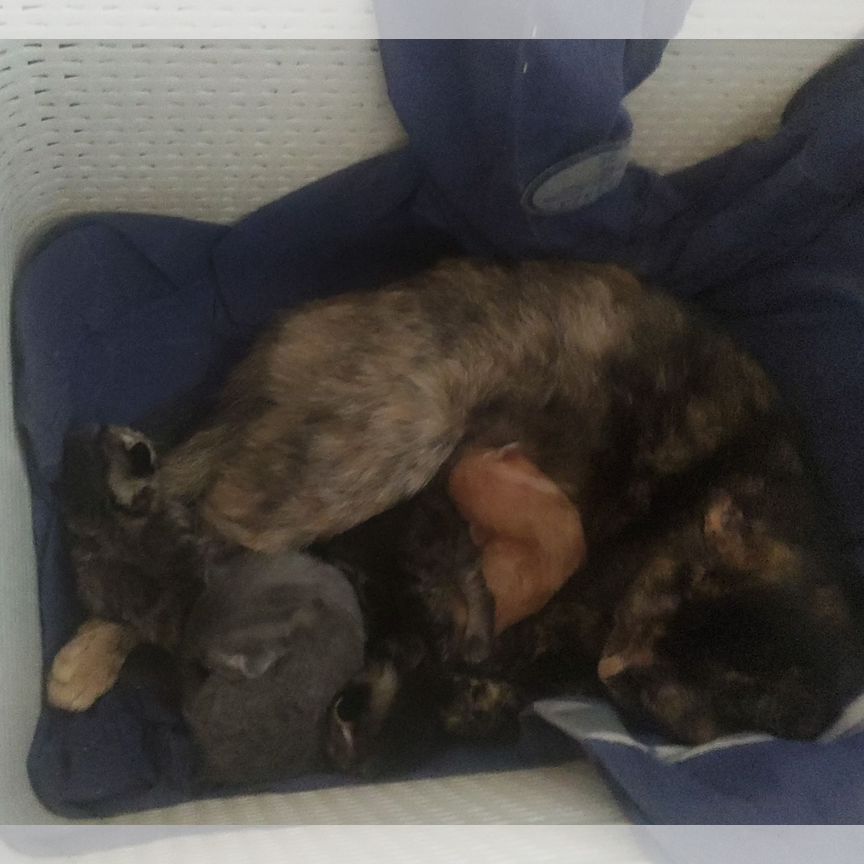 Котята