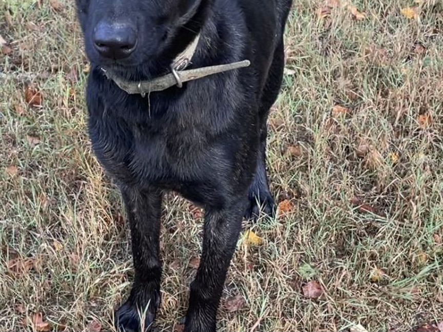 Щенок голландской овчарки