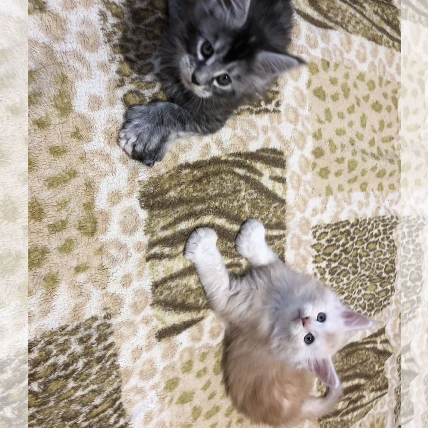 Мейн-кун котёнок