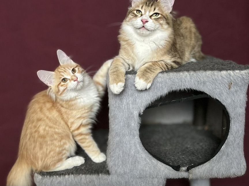 Курильские котята.Москва