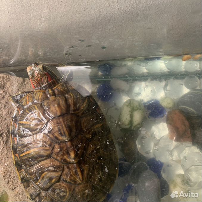 Черепаха бесплатно