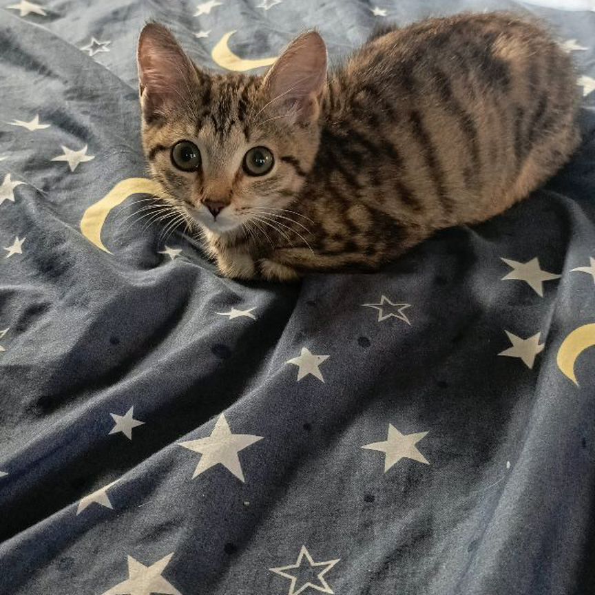 Кошечка