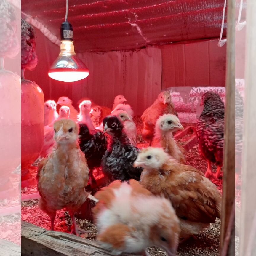 Цыплята несушки