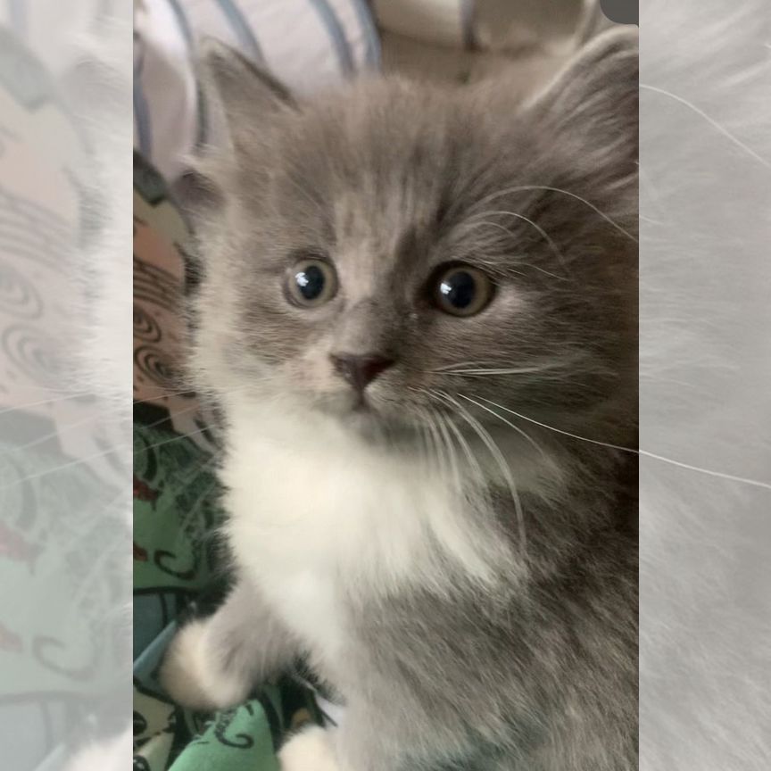Котёнок в добрые руки
