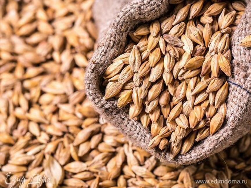 Ячмень овес пшеница