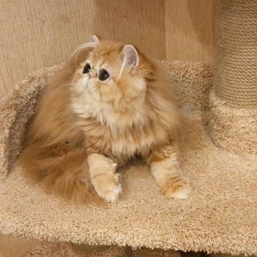 Персидский котенок