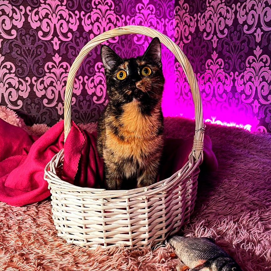 Красавица Сальма в добрые руки