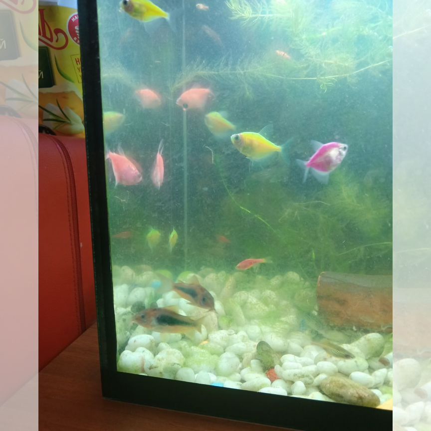 Аквариумные рыбки