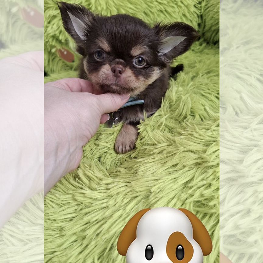 Чихуахуа, щенок