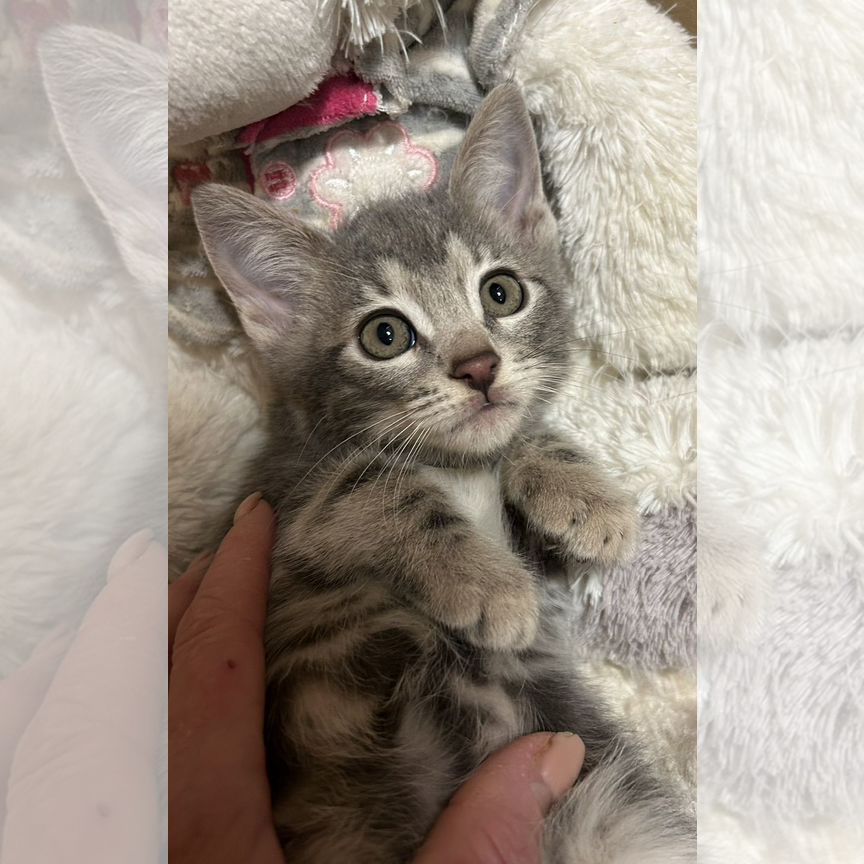 Котёнок в добрые руки