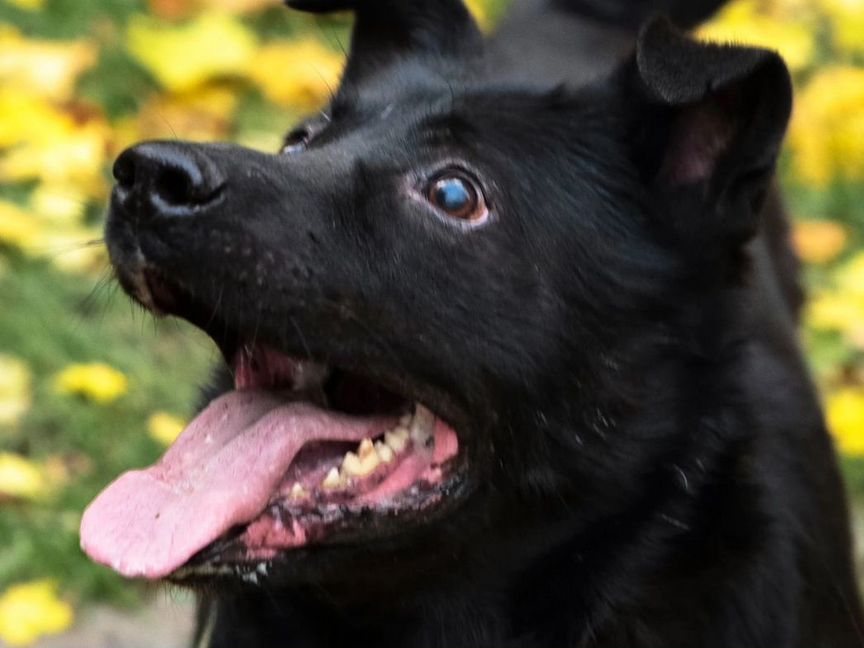 Собака в добрые руки