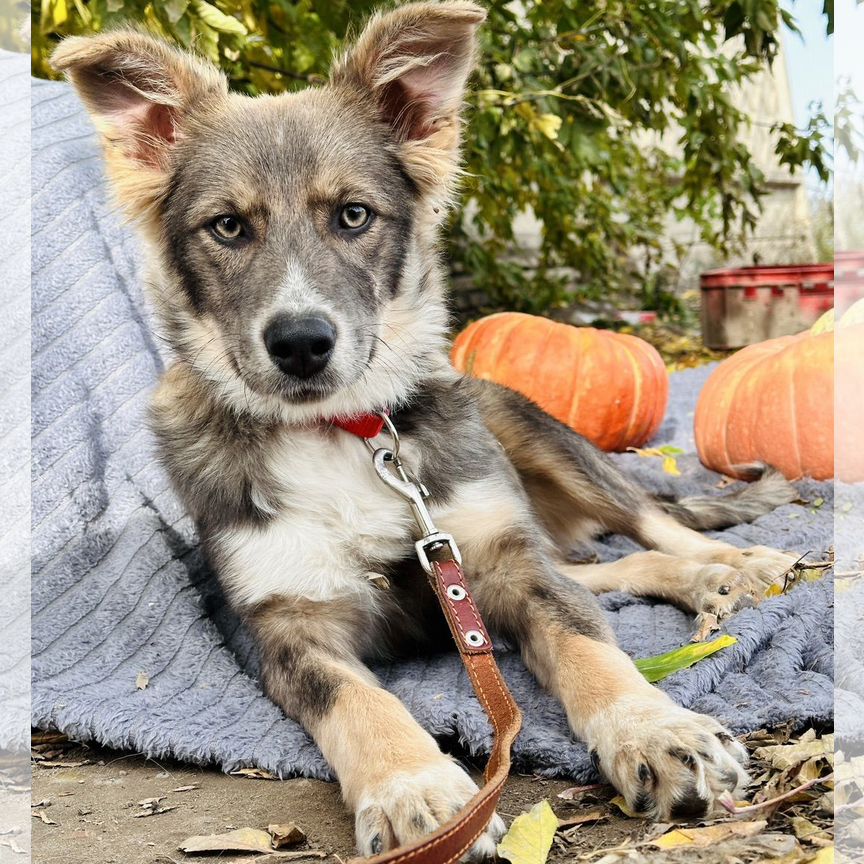 Щенок в добрые руки