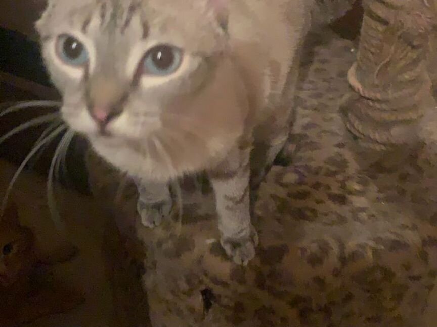 Молоденький котик-умничка