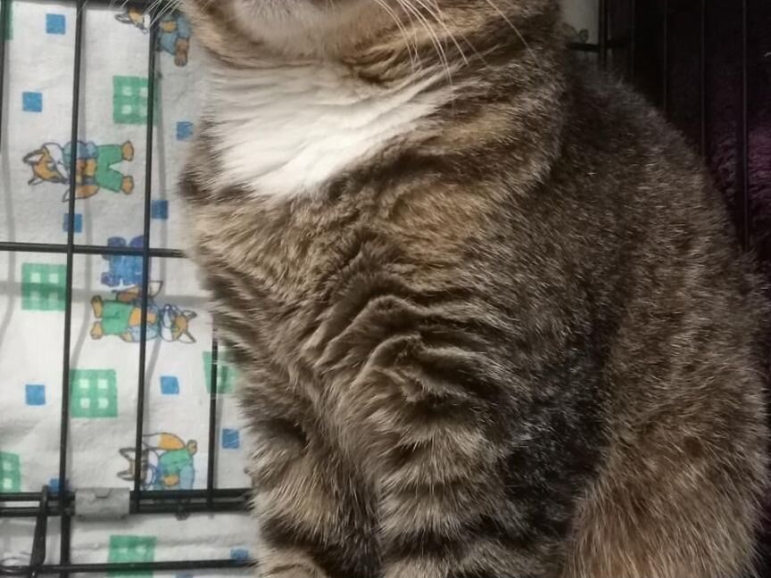 Котик вислоушка