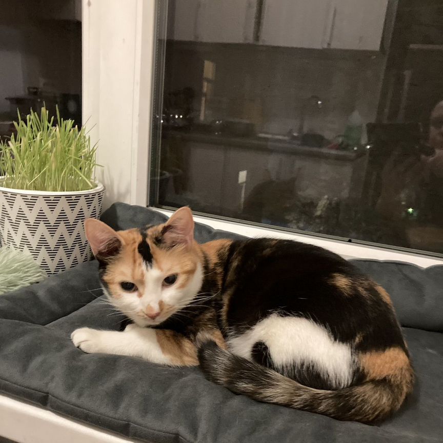 Кошечка Паша, отдается в добрые руки