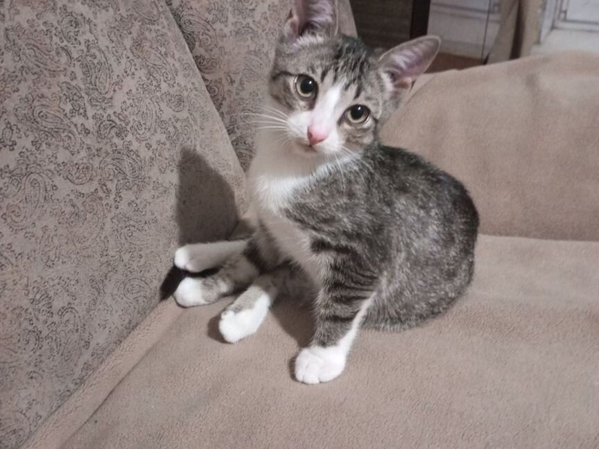 Анаталийские котята