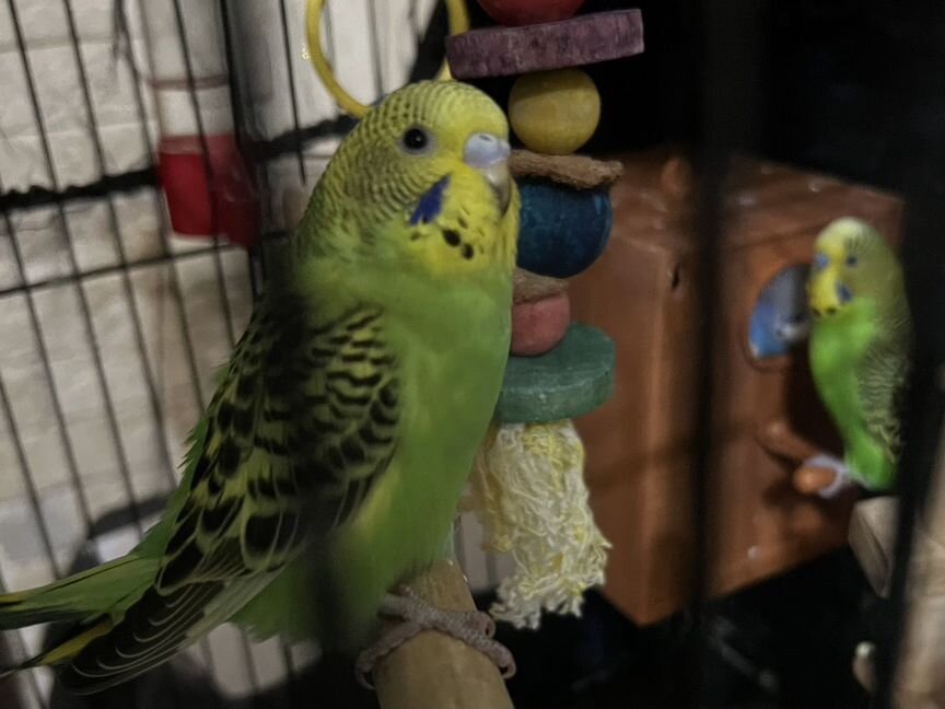 Волнистый попугай