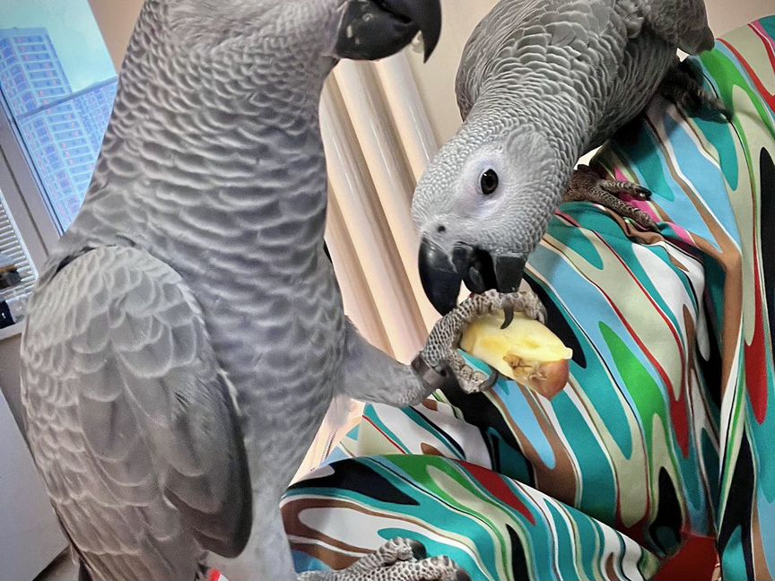 Говорящий попугай ручной