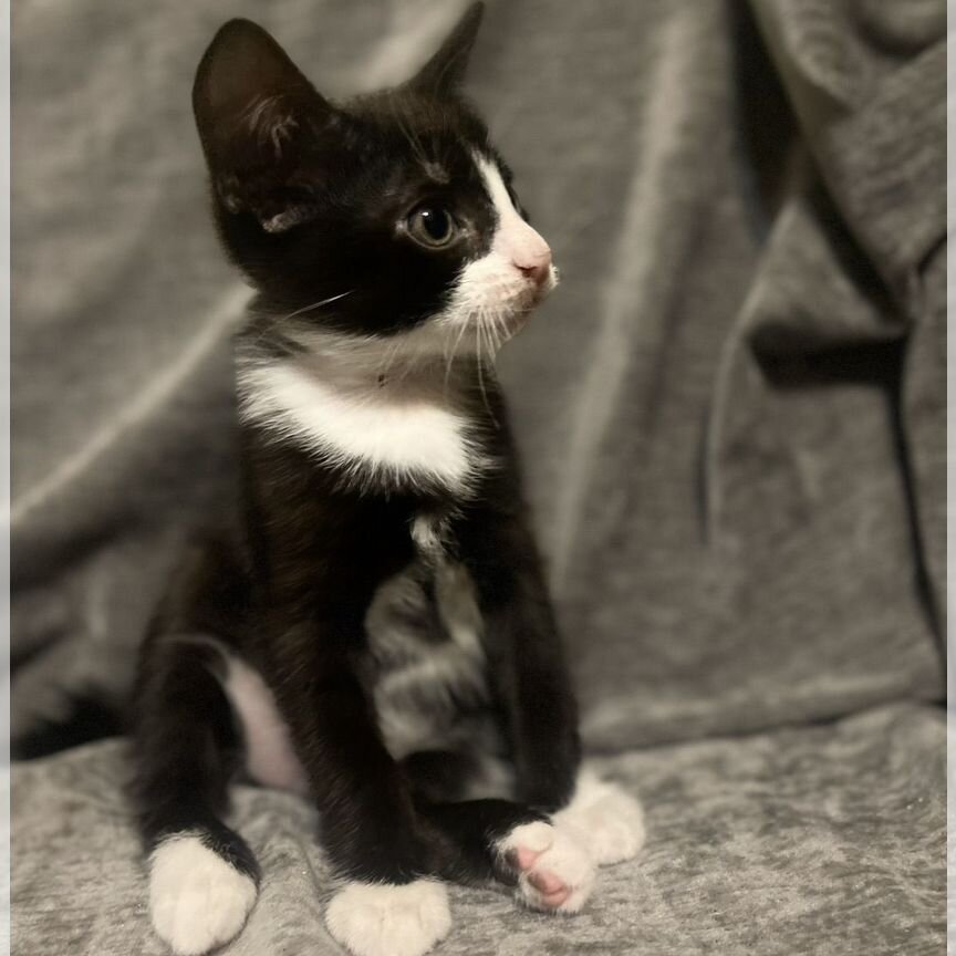 Сиамский котёнок