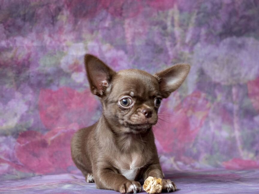 Щенки чихуахуа
