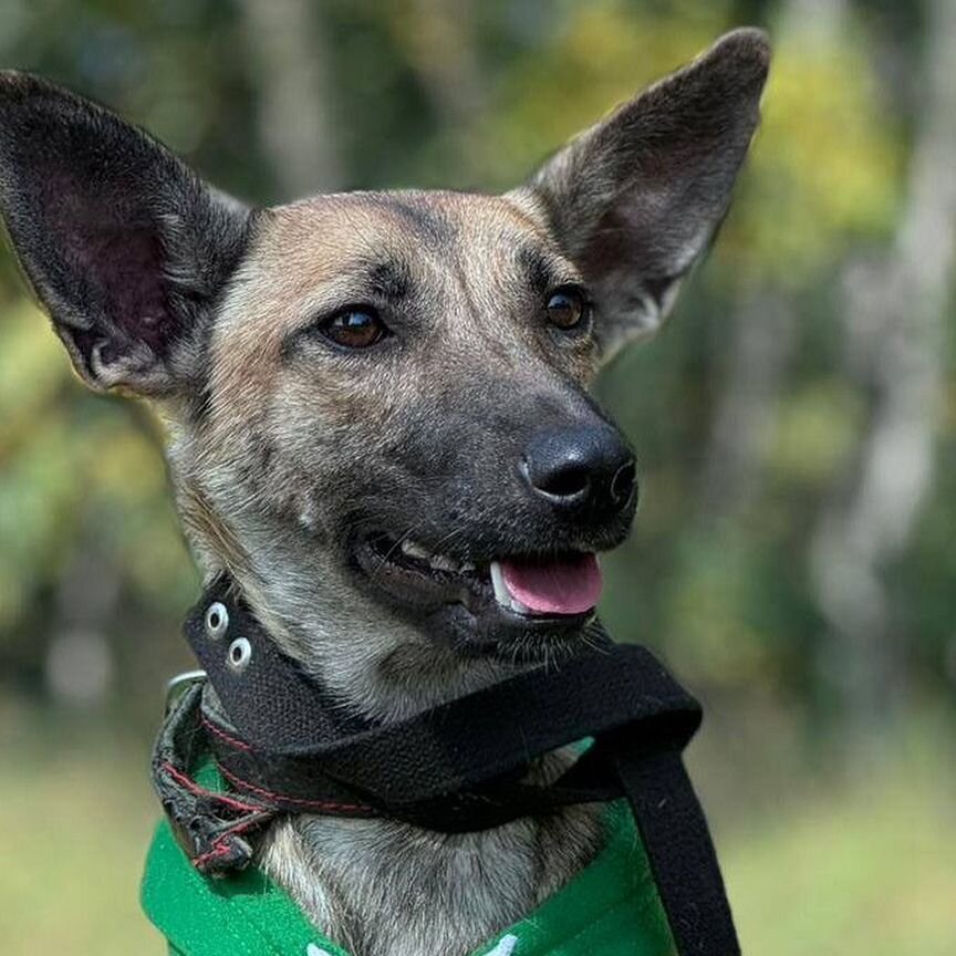 Молодая собака пропадет в приюте