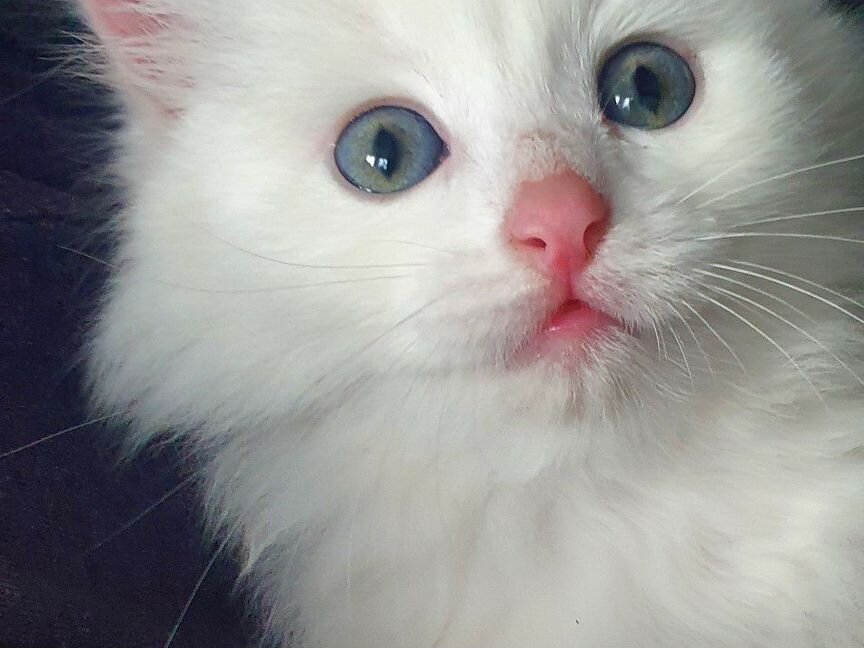 Пушыстач белая кошка котенок