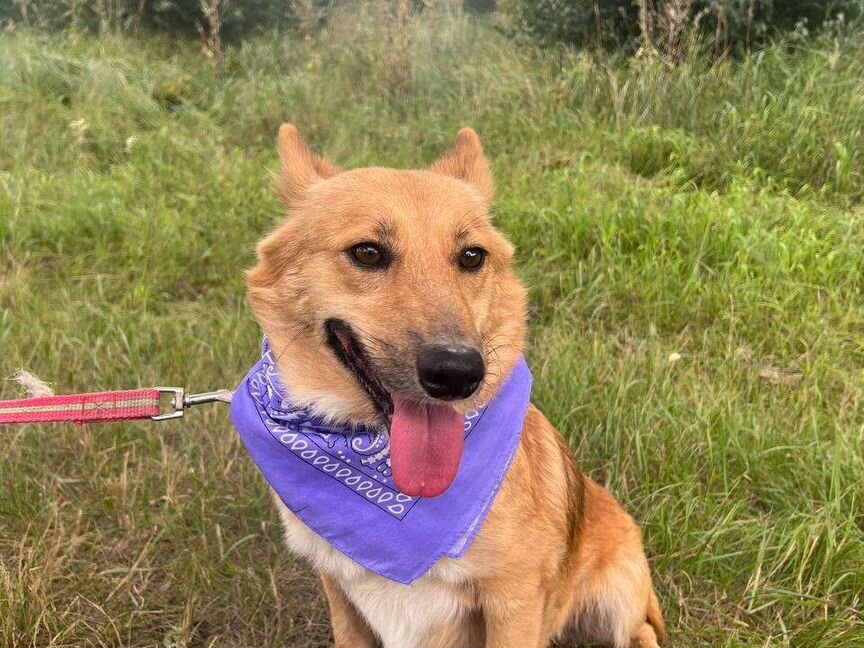 Собака из приюта в добрые руки