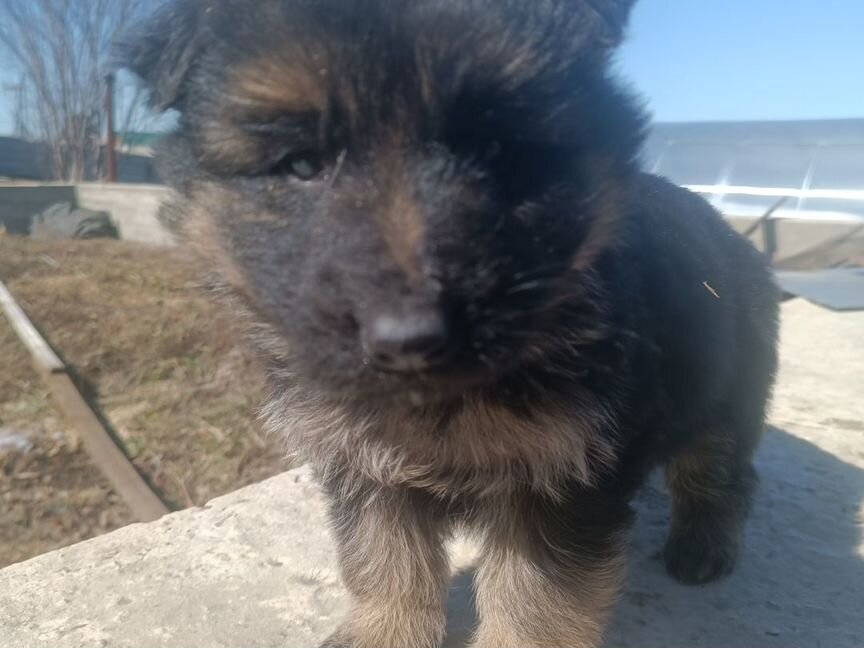 Щенки немецкой овчарки