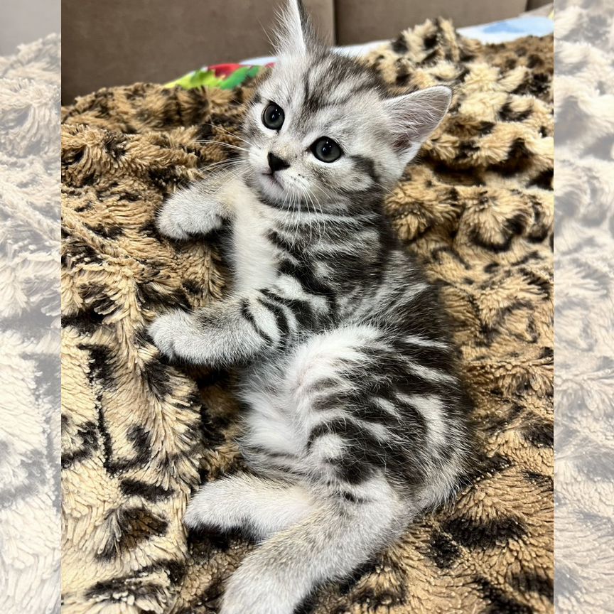 Шотландский прямоухий короткошёрстный котёнок