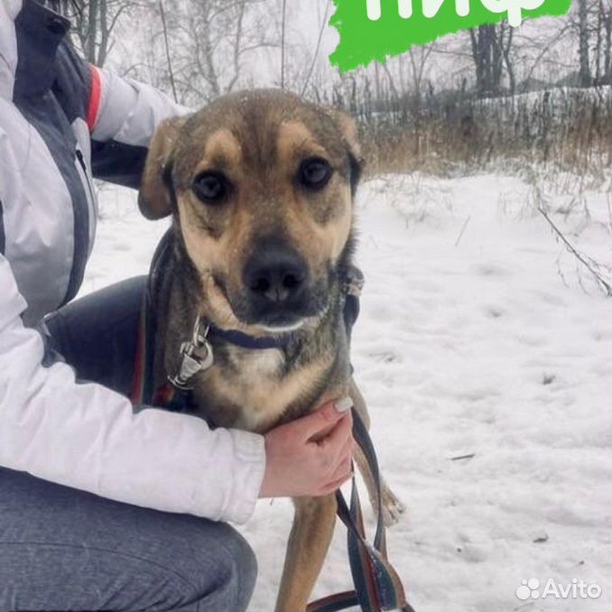 Очаровашка Пиф ищет дом