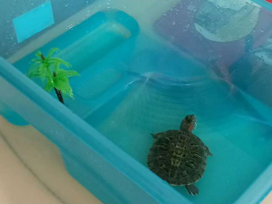 Красноухая черепаха