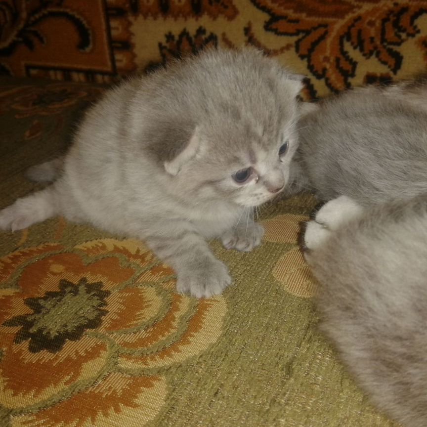 Шотландский вислоухий длинношёрстный котёнок