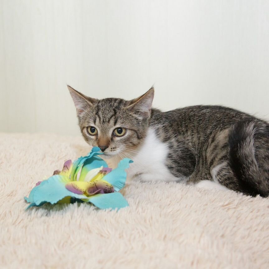 Котенок Машенька 5 месяцев