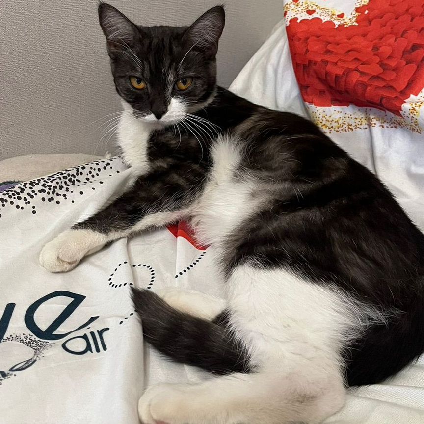 Кошка